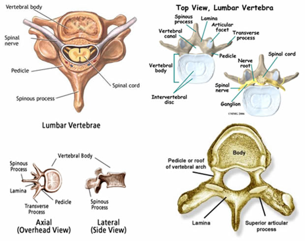Anatomija kičme - Zdravlje
