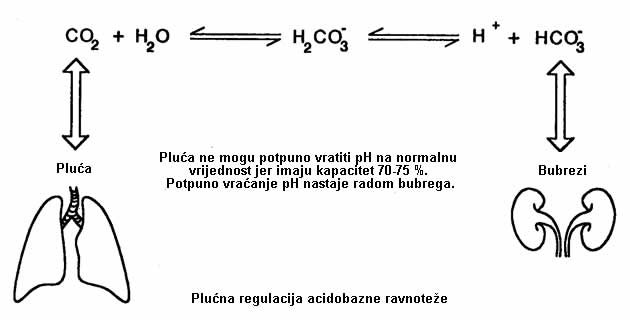 Plućna regulacija acidobazne ravnoteže - Zdravlje